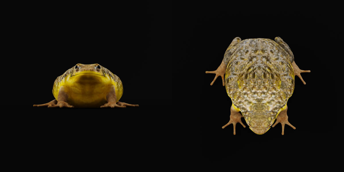 African Giant Bullfrog - 3D Model by Nyilonelycompany