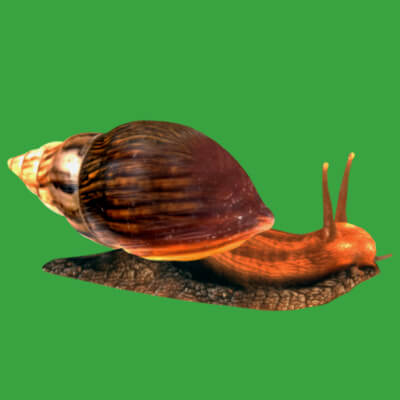 African Giant Land Snail - 3D Model by Nyilonelycompany