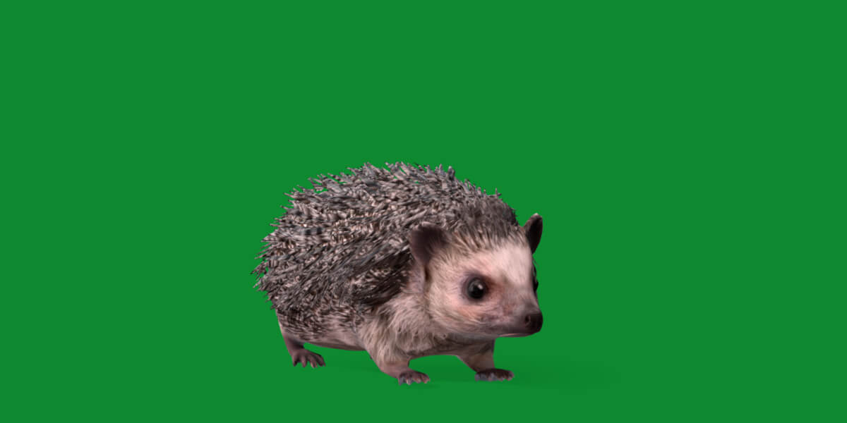African Pygmy Hedgehog - 3D Model by Nyilonelycompany