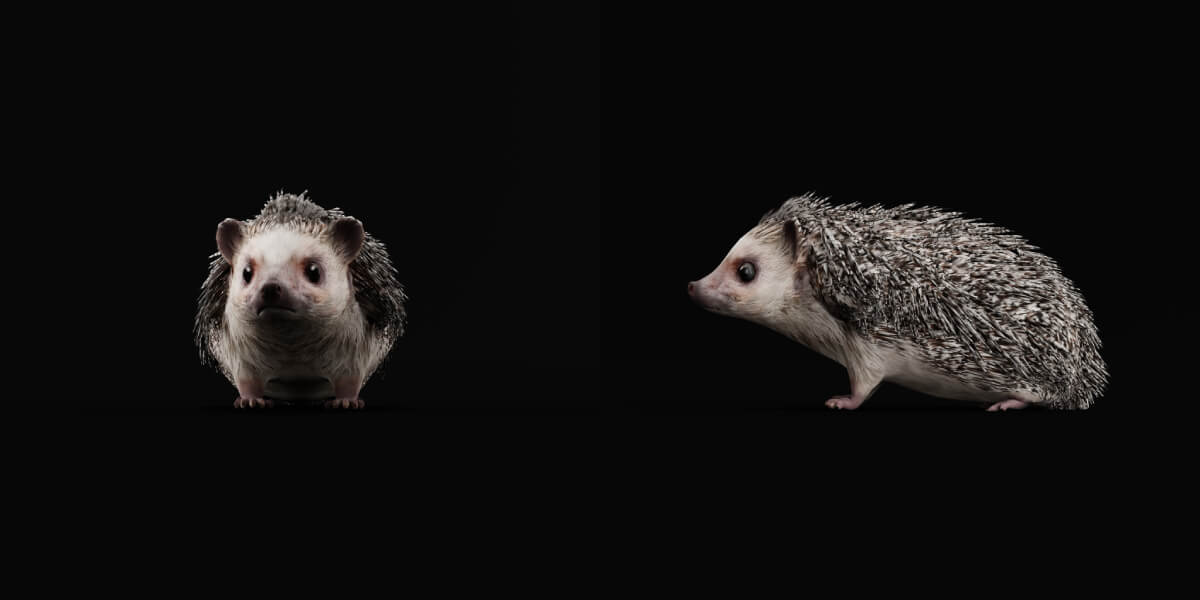 African Pygmy Hedgehog - 3D Model by Nyilonelycompany