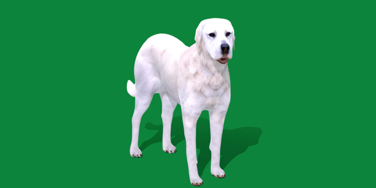 Akbash White Dog - 3D Model by Nyilonelycompany