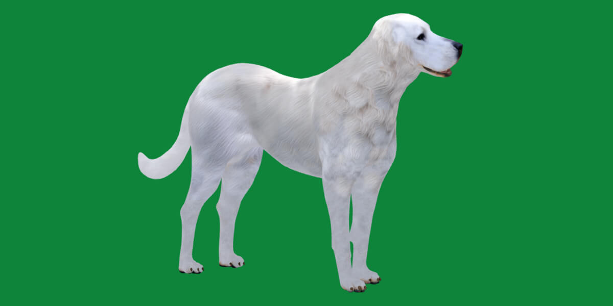 Akbash White Dog - 3D Model by Nyilonelycompany