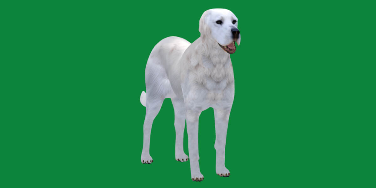 Akbash White Dog - 3D Model by Nyilonelycompany
