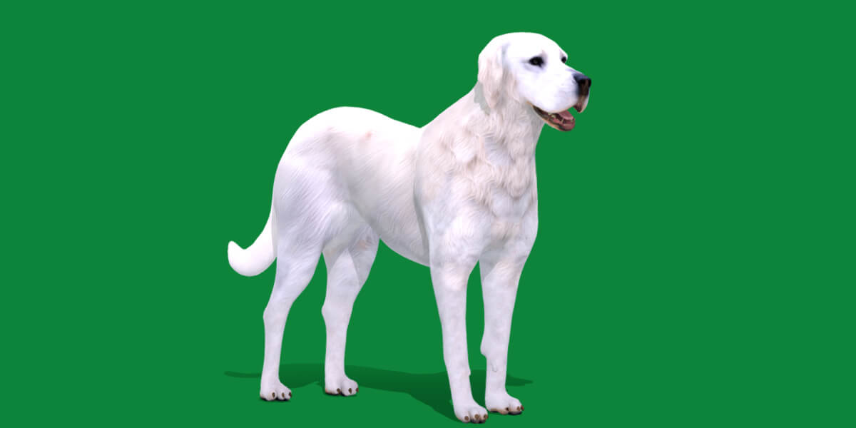Akbash White Dog - 3D Model by Nyilonelycompany
