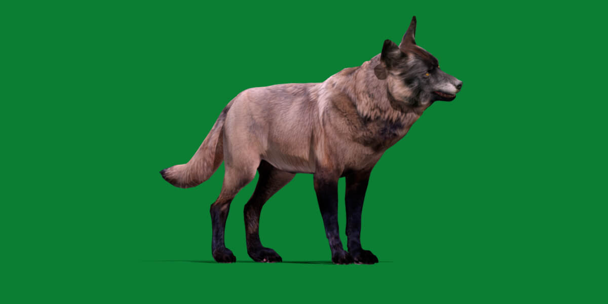 Alexander Archipelago Wolf - 3D Model by Nyilonelycompany