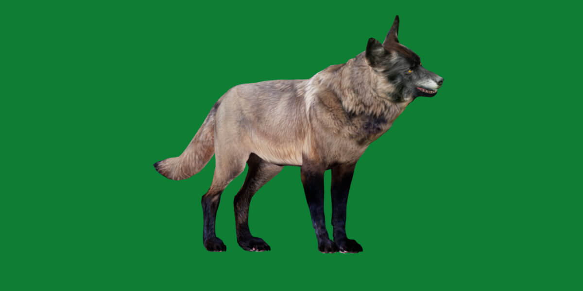 Alexander Archipelago Wolf - 3D Model by Nyilonelycompany