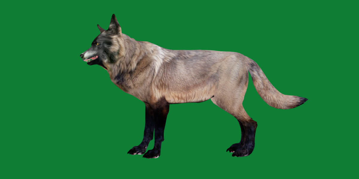 Alexander Archipelago Wolf - 3D Model by Nyilonelycompany