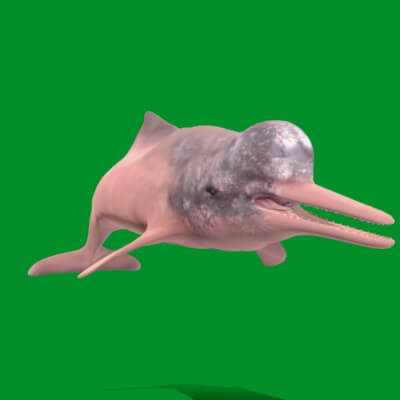 Amazon River Dolphin - 3D Model by Nyilonelycompany
