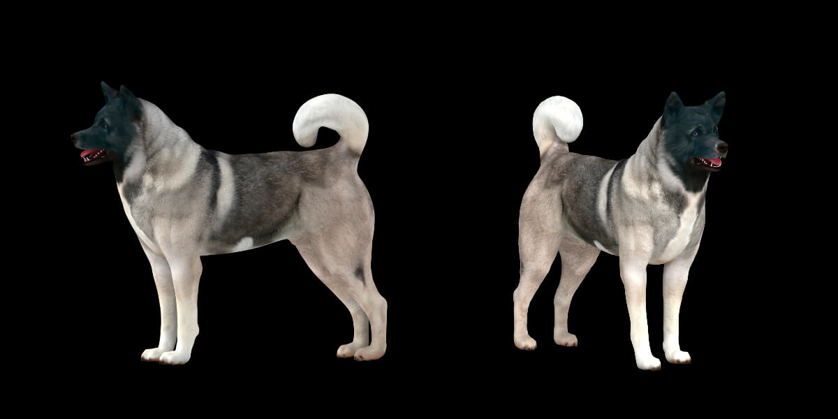 American Akita Dog - 3D Model by Nyilonelycompany