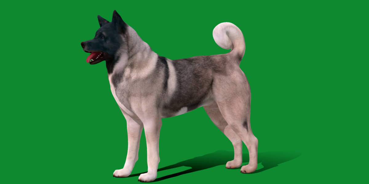 American Akita Dog - 3D Model by Nyilonelycompany