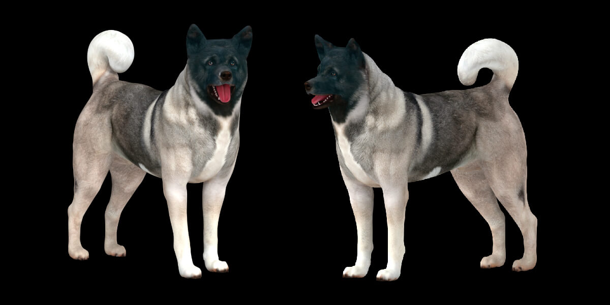 American Akita Dog - 3D Model by Nyilonelycompany