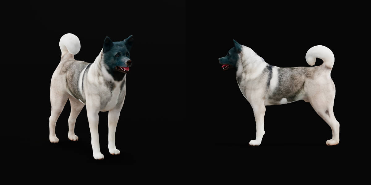 American Akita Dog - 3D Model by Nyilonelycompany