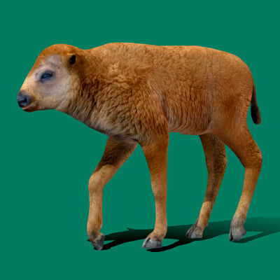 American Bison Calf Animal - 3D Model by Nyilonelycompany