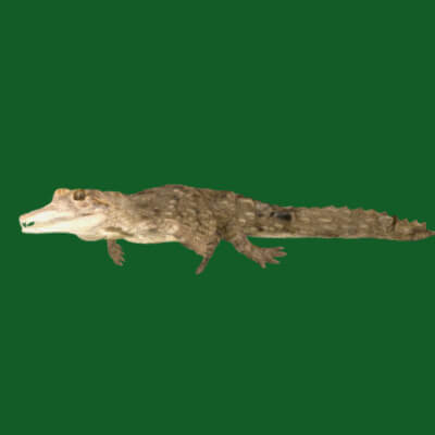 Glb 3D Models | Animals | Crocodiles | RenderHub