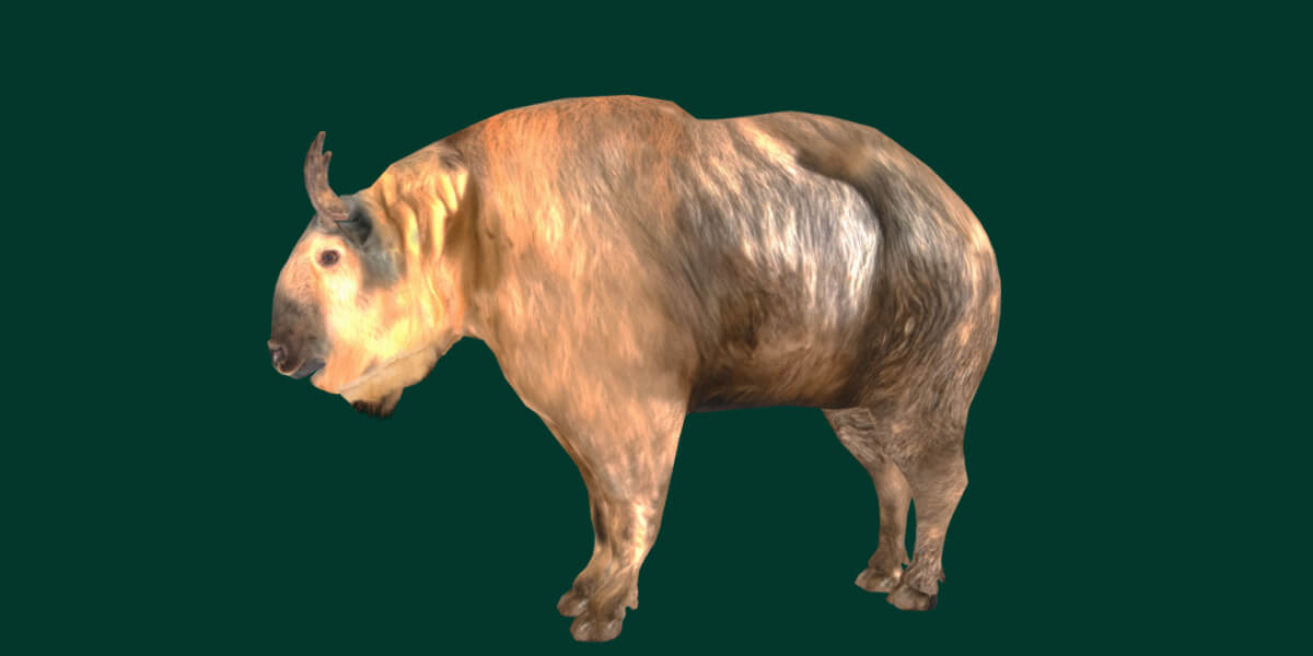 American Golden Takin Gnu Goat - 3D Model by Nyilonelycompany