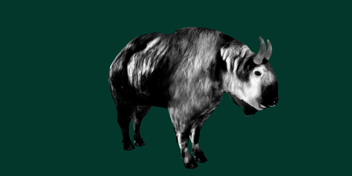 American Golden Takin Gnu Goat - 3D Model by Nyilonelycompany