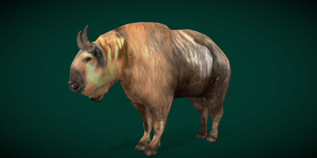 American Golden Takin Gnu Goat - 3D Model by Nyilonelycompany