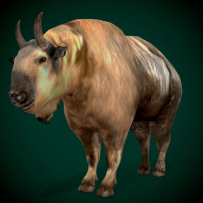 American Golden Takin Gnu Goat - 3D Model by Nyilonelycompany