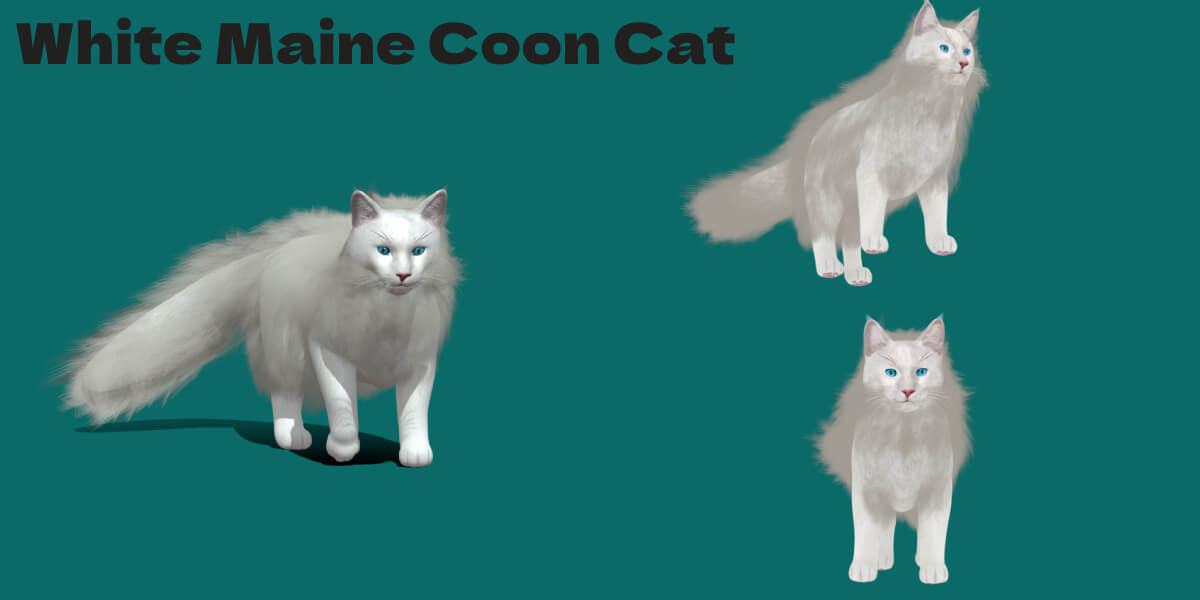 American Longhair Cat - 3D Model by Nyilonelycompany