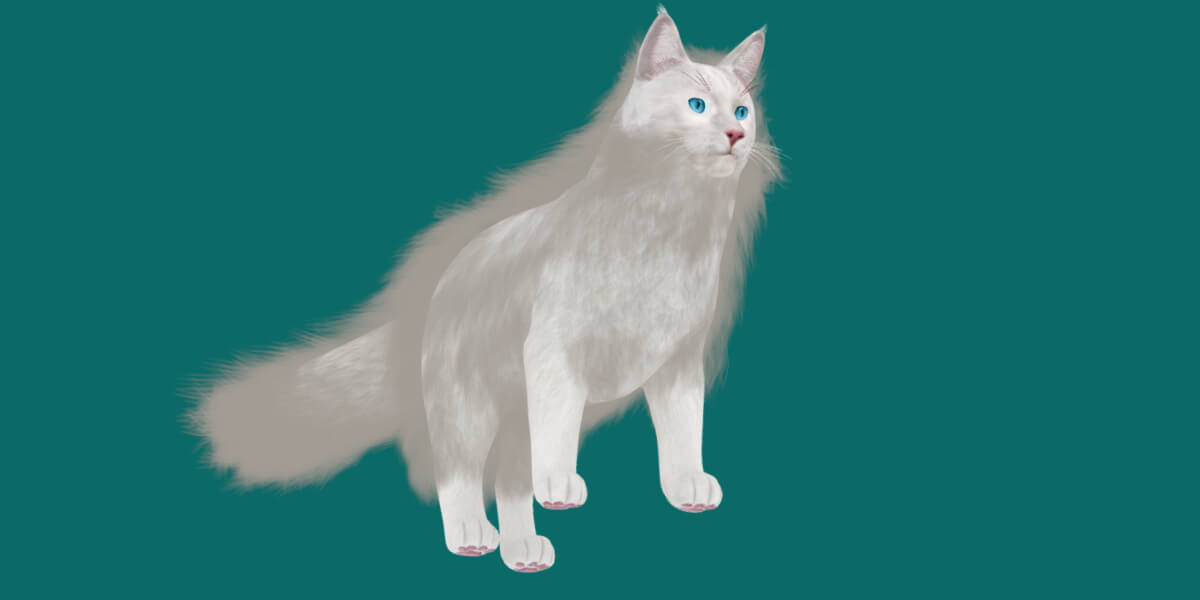 American Longhair Cat - 3D Model by Nyilonelycompany