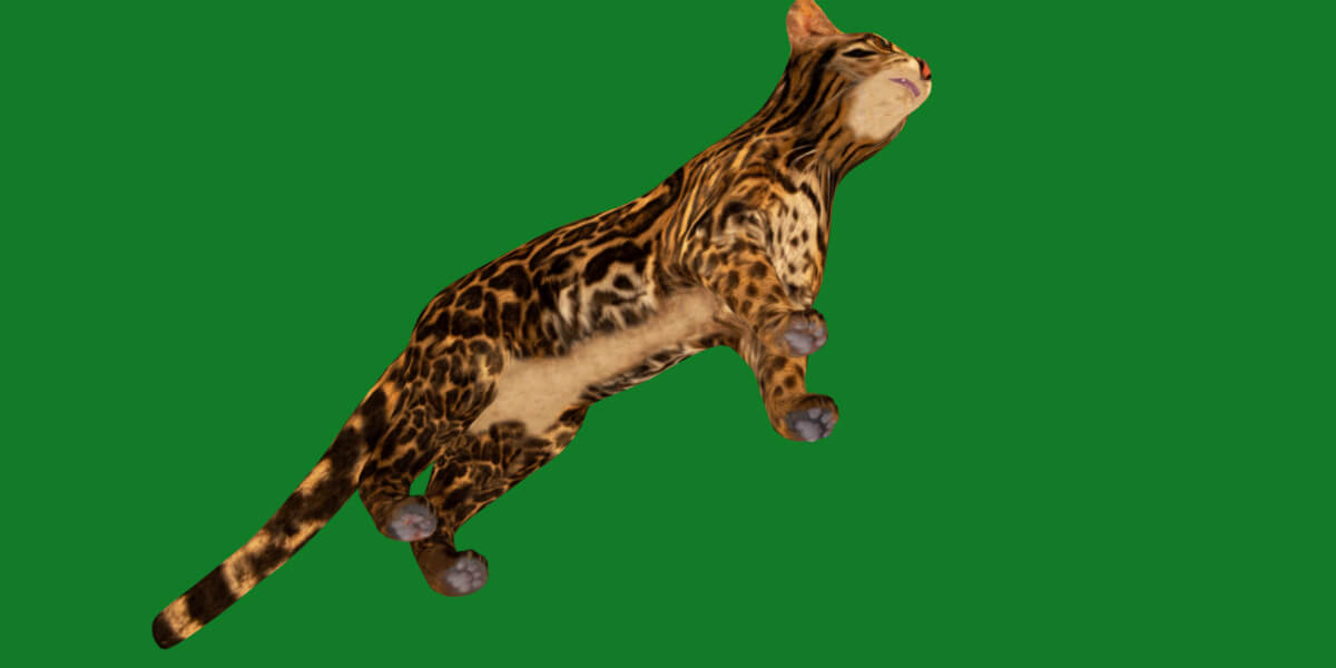 American Margay Cat - 3D Model by Nyilonelycompany