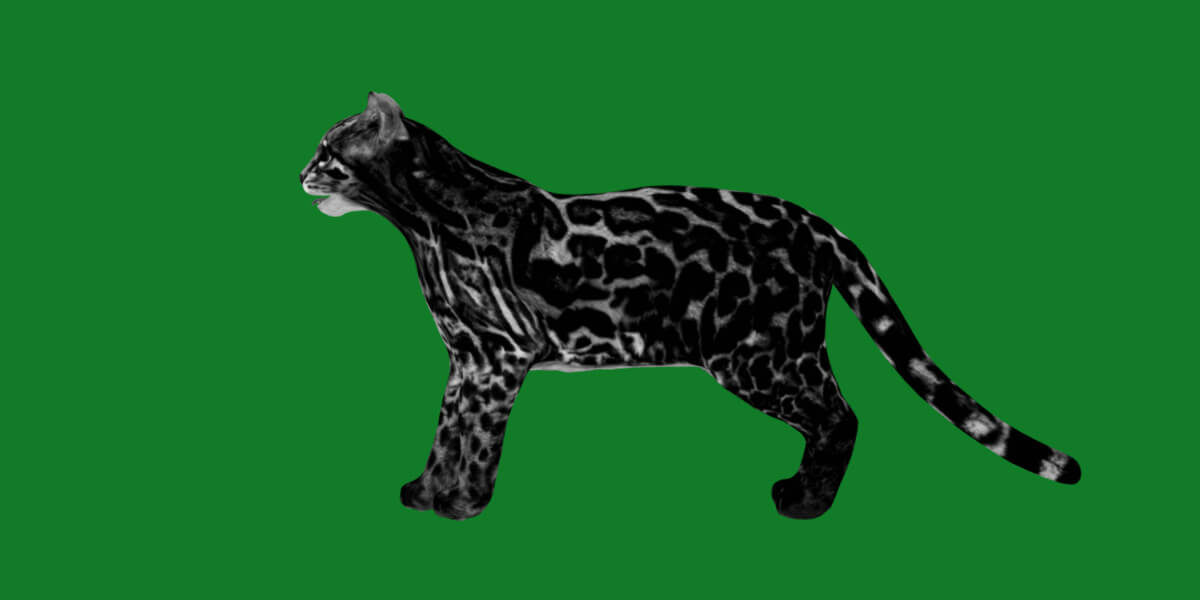American Margay Cat - 3D Model by Nyilonelycompany