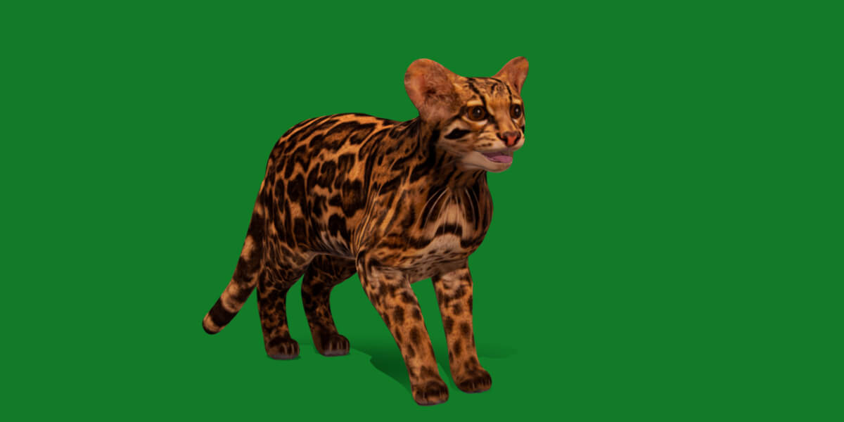 American Margay Cat - 3D Model by Nyilonelycompany