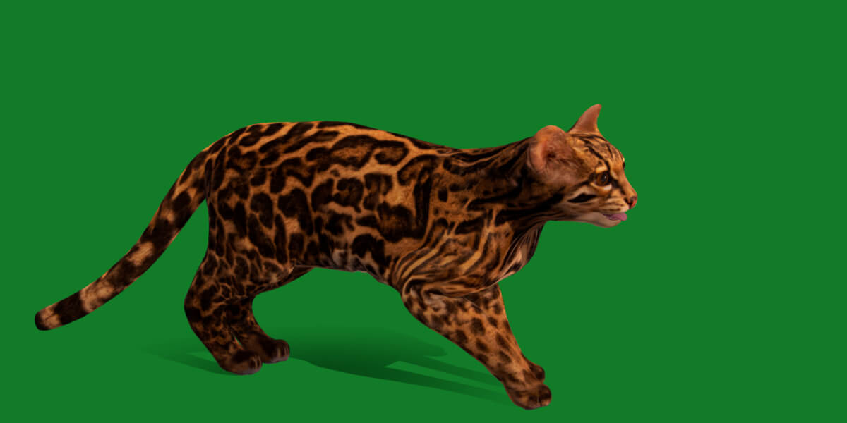American Margay Cat - 3D Model by Nyilonelycompany
