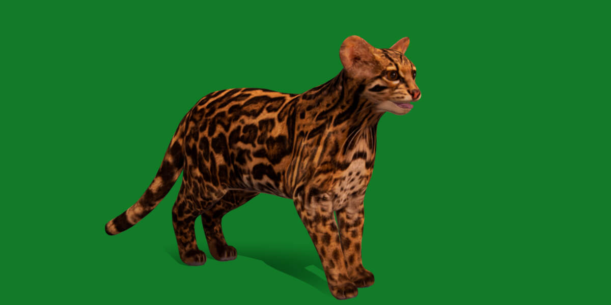 American Margay Cat - 3D Model by Nyilonelycompany