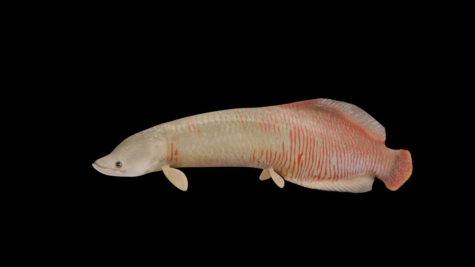 Arapaima Pirarucu Fish - 3D Model by Nyilonelycompany