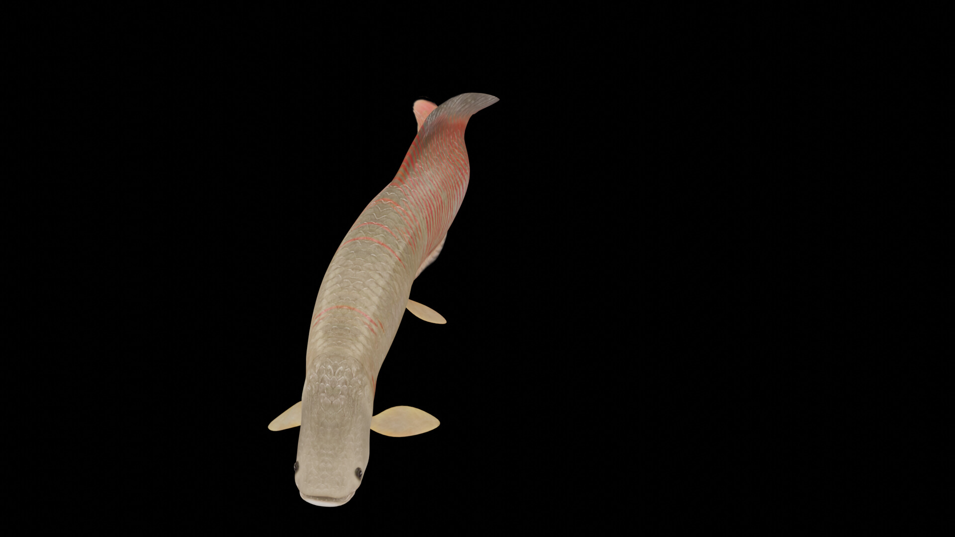 Arapaima Pirarucu Fish - 3D Model by Nyilonelycompany