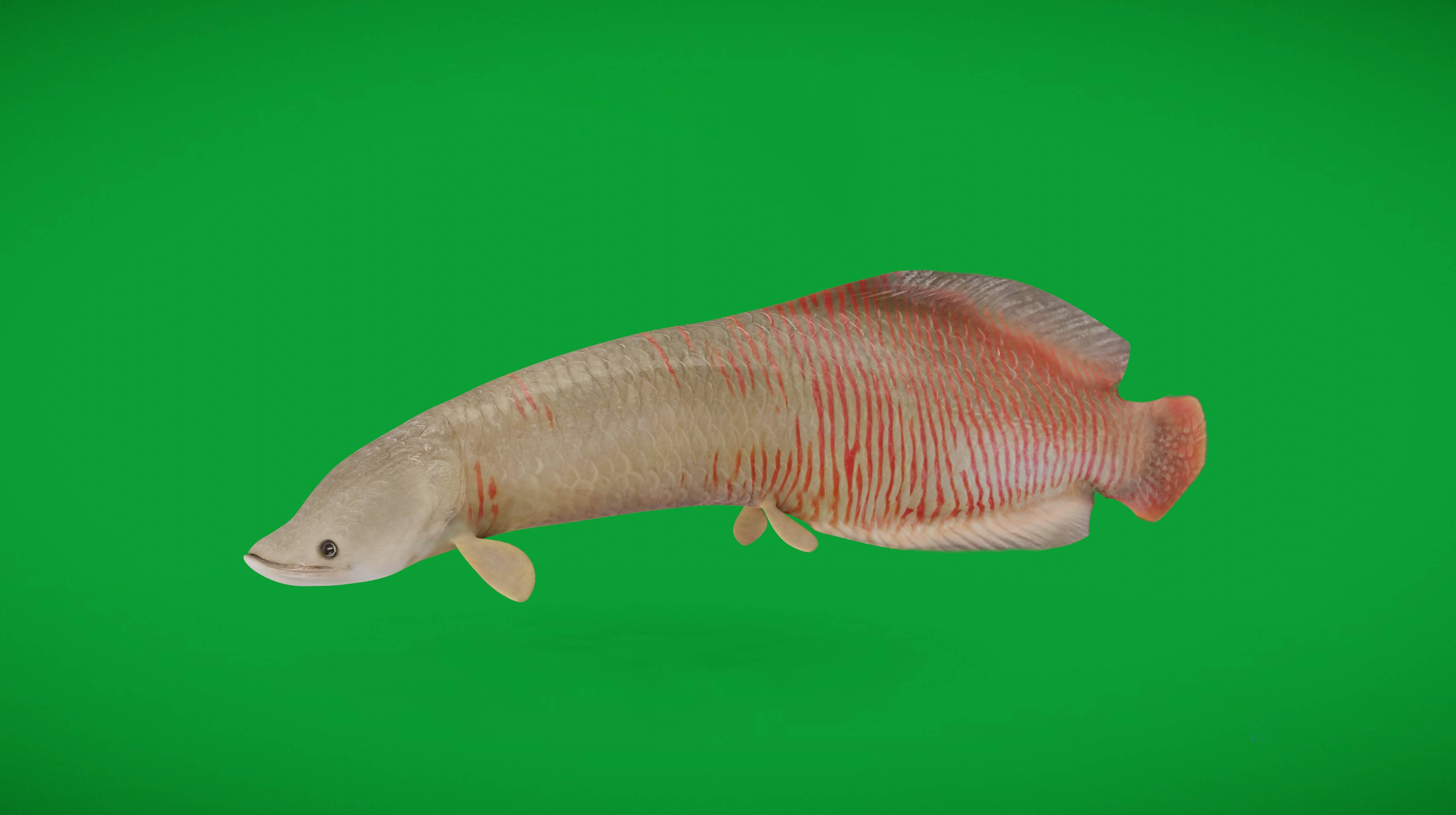 Arapaima Pirarucu Fish - 3D Model by Nyilonelycompany