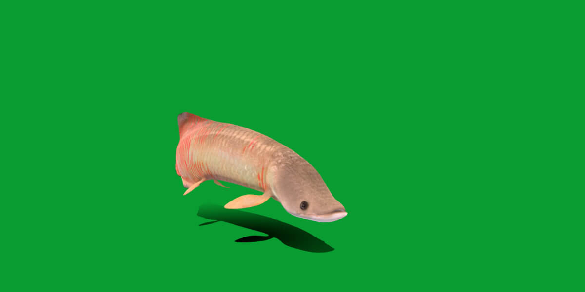 Arapaima Pirarucu Fish - 3D Model by Nyilonelycompany