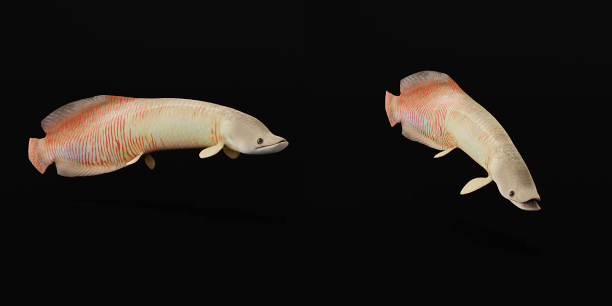 Arapaima Pirarucu Fish - 3D Model by Nyilonelycompany