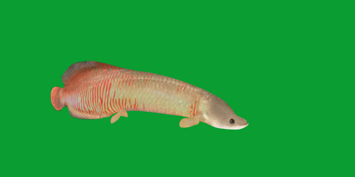 Arapaima Pirarucu Fish - 3D Model by Nyilonelycompany