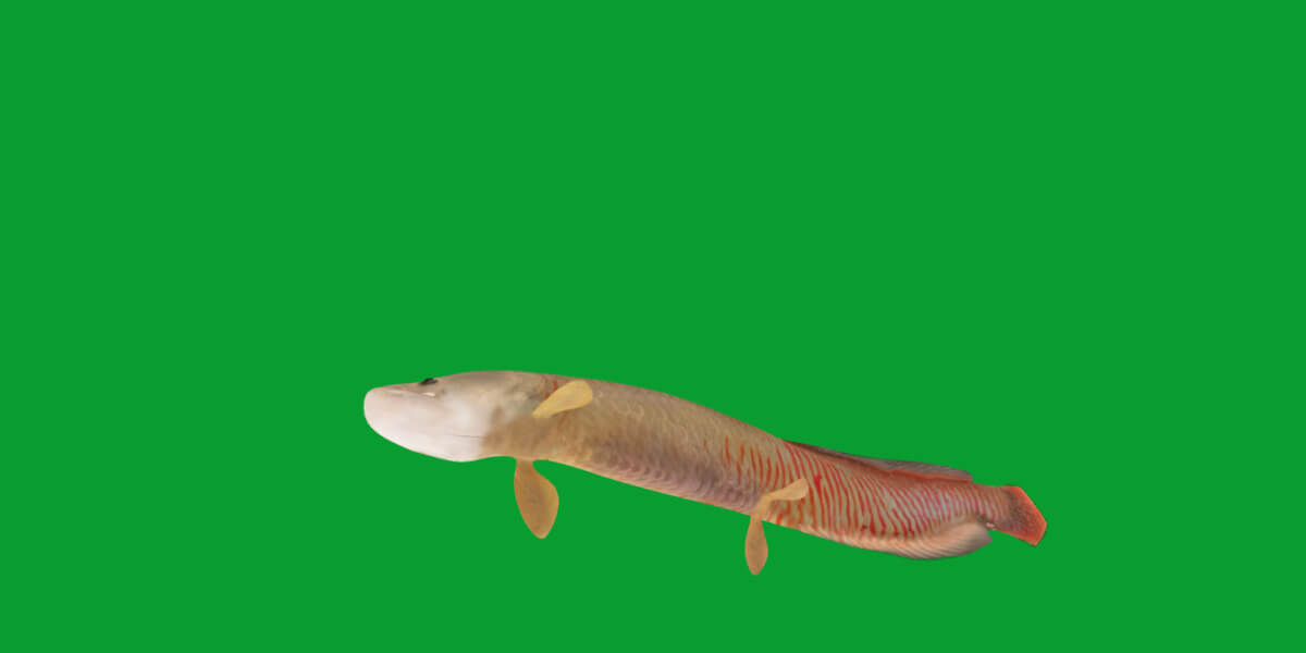 Arapaima Pirarucu Fish - 3D Model by Nyilonelycompany