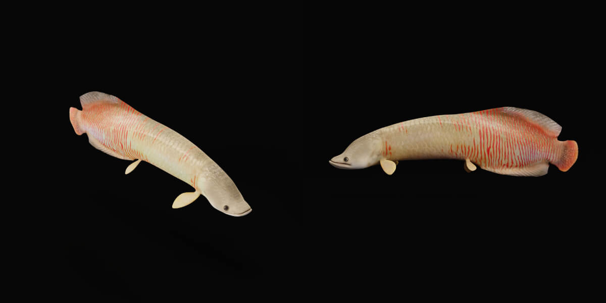 Arapaima Pirarucu Fish - 3D Model by Nyilonelycompany