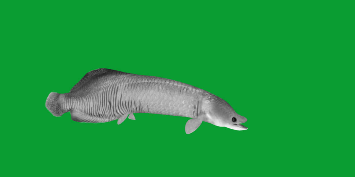 Arapaima Pirarucu Fish - 3D Model by Nyilonelycompany