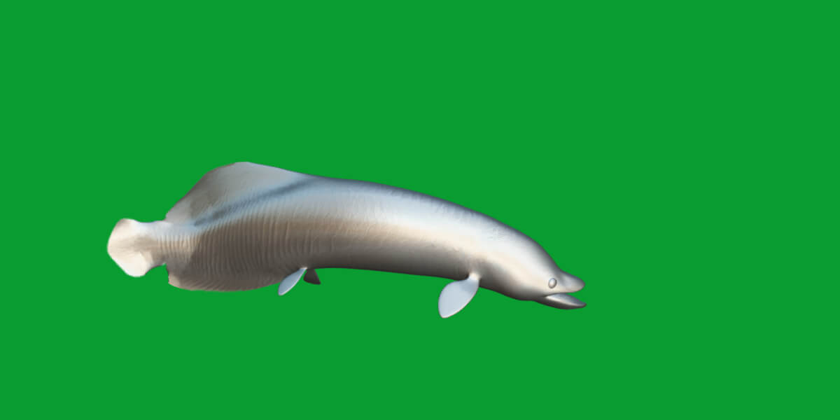 Arapaima Pirarucu Fish - 3D Model by Nyilonelycompany
