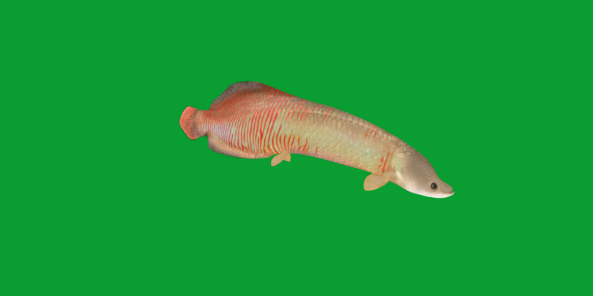 Arapaima Pirarucu Fish - 3D Model by Nyilonelycompany