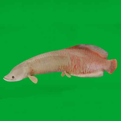 Usdz 3D Models | Fish | RenderHub