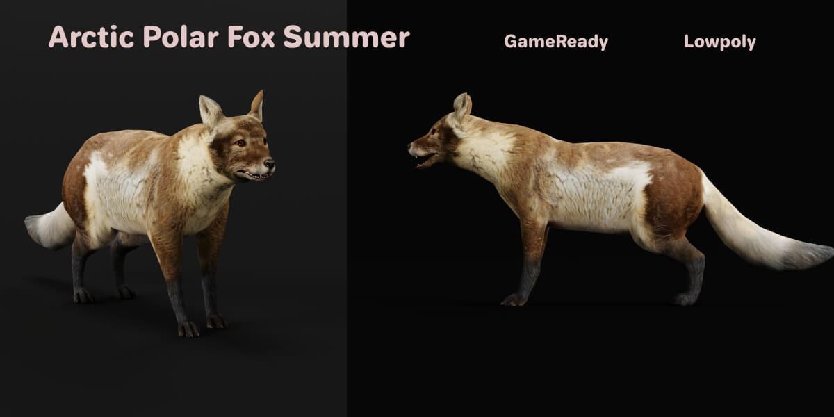 Arctic Polar Snow Fox - 3D Model by Nyilonelycompany