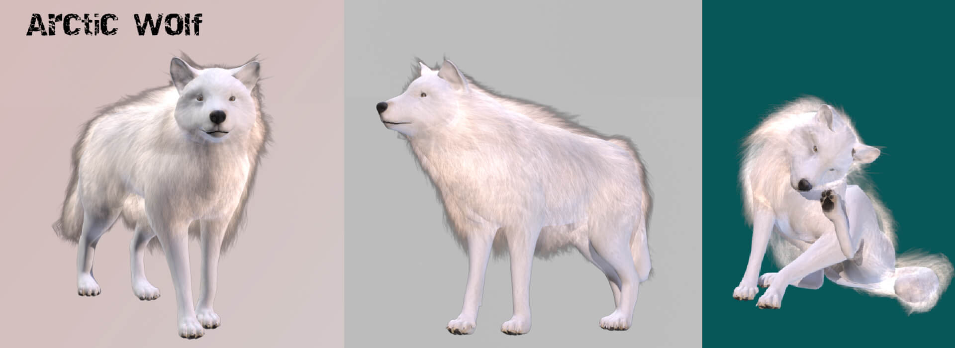 Arctic Wolf - 3D Model by Nyilonelycompany