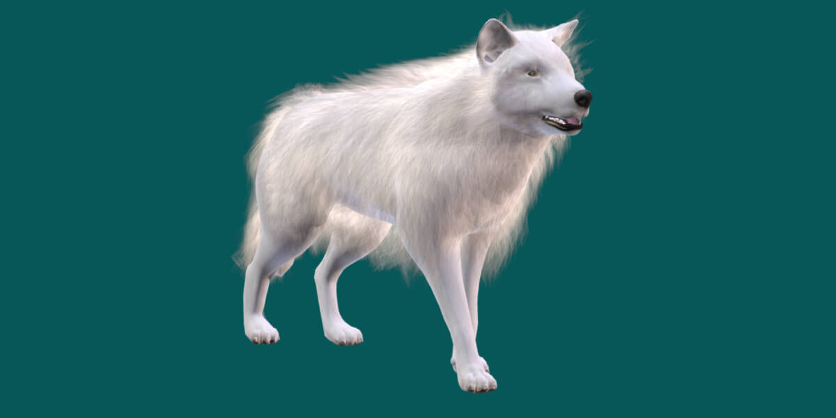 Arctic Wolf - 3D Model by Nyilonelycompany
