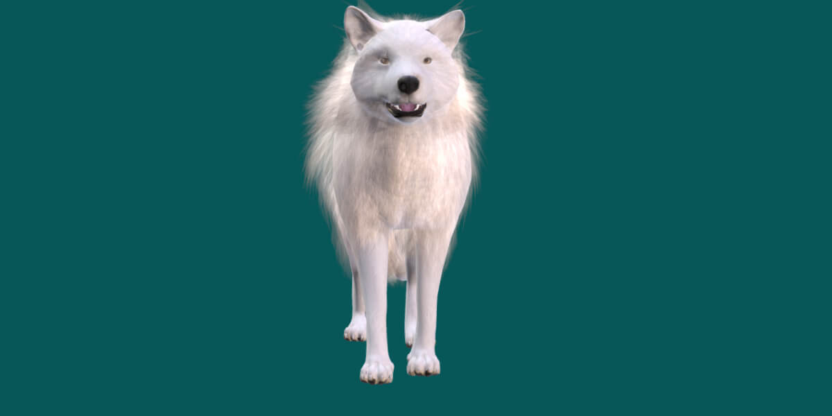 Arctic Wolf - 3D Model by Nyilonelycompany