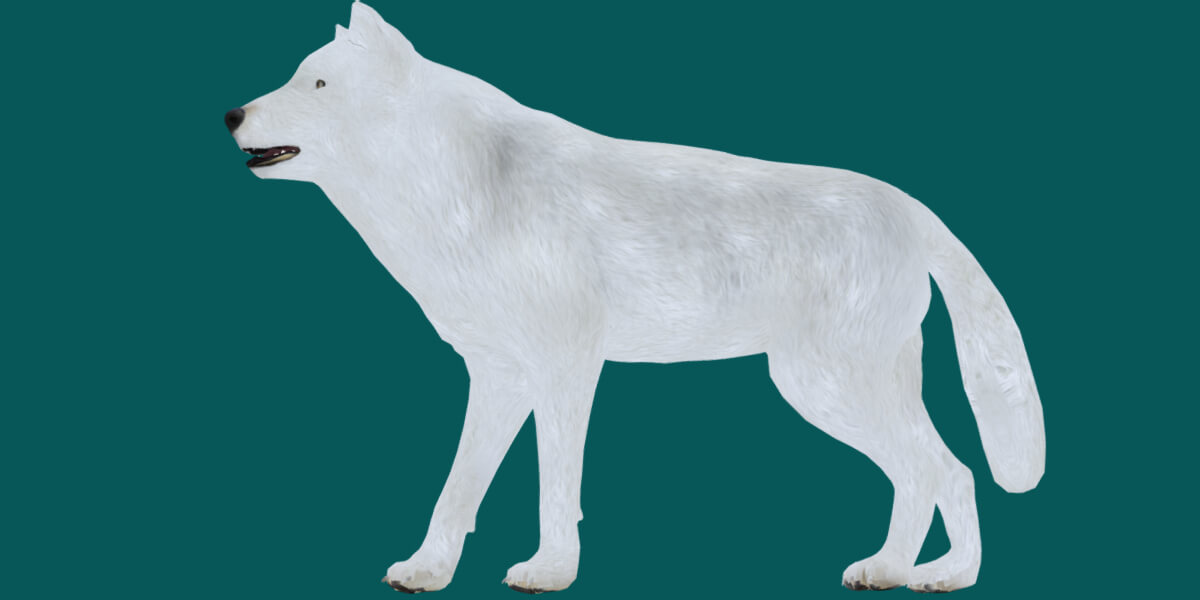Arctic Wolf - 3D Model by Nyilonelycompany