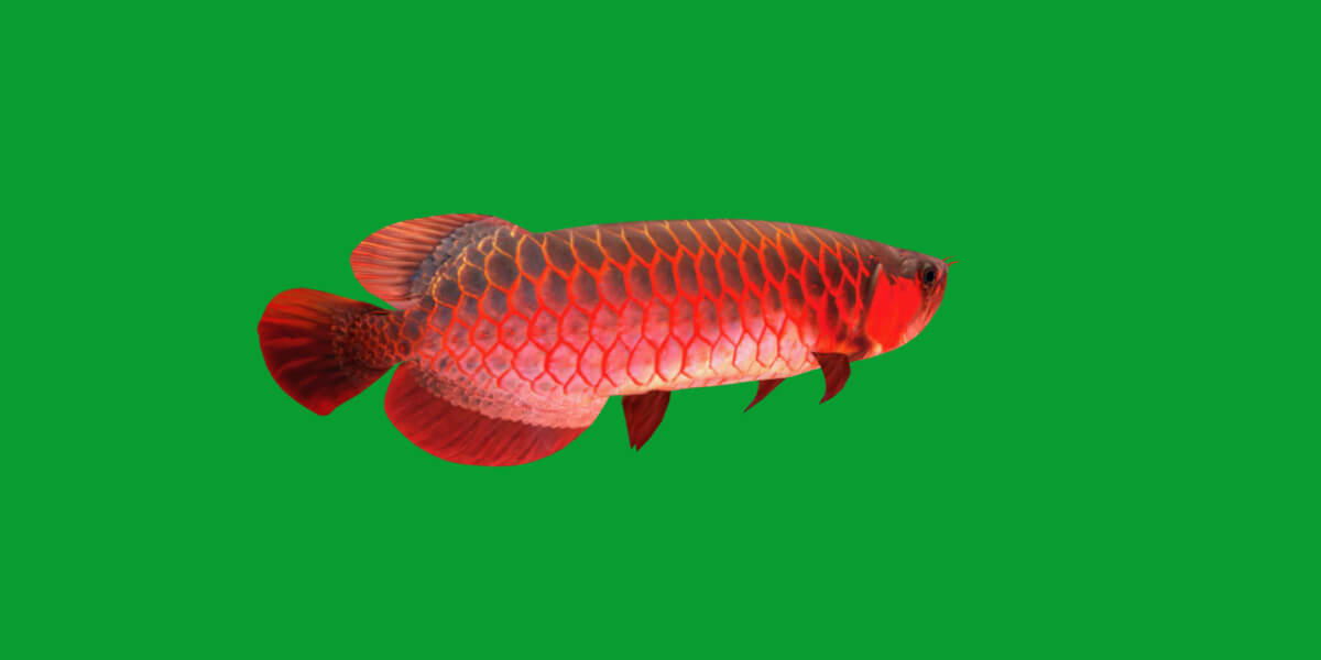 Arowana Dragon Fish - 3D Model by Nyilonelycompany
