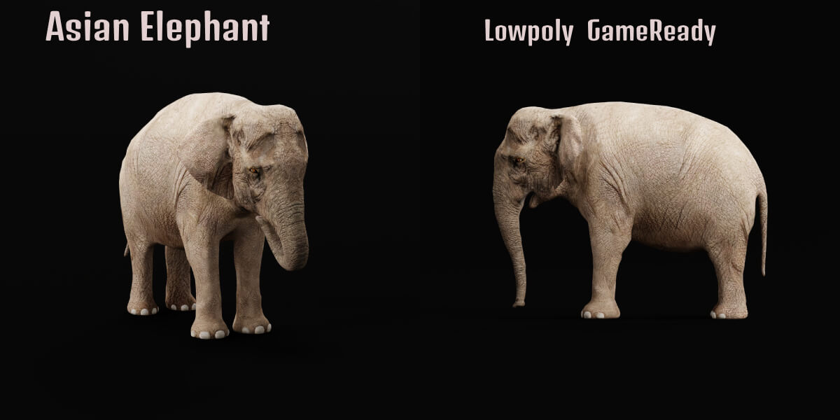 Asian Elephant - 3D Model by Nyilonelycompany