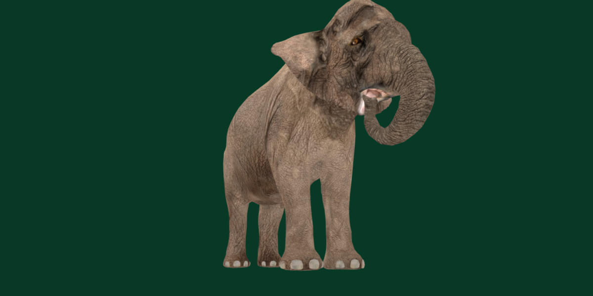 Asian Elephant - 3D Model by Nyilonelycompany