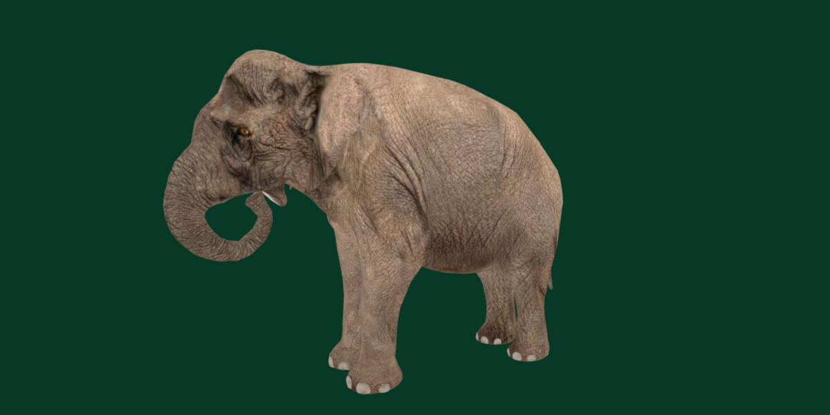 Asian Elephant - 3D Model by Nyilonelycompany